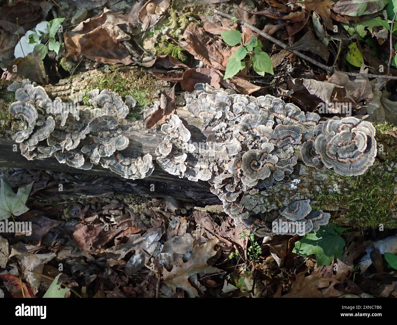 turkey-tail (Trametes versicolor) Fungi Stock Photo - Alamy