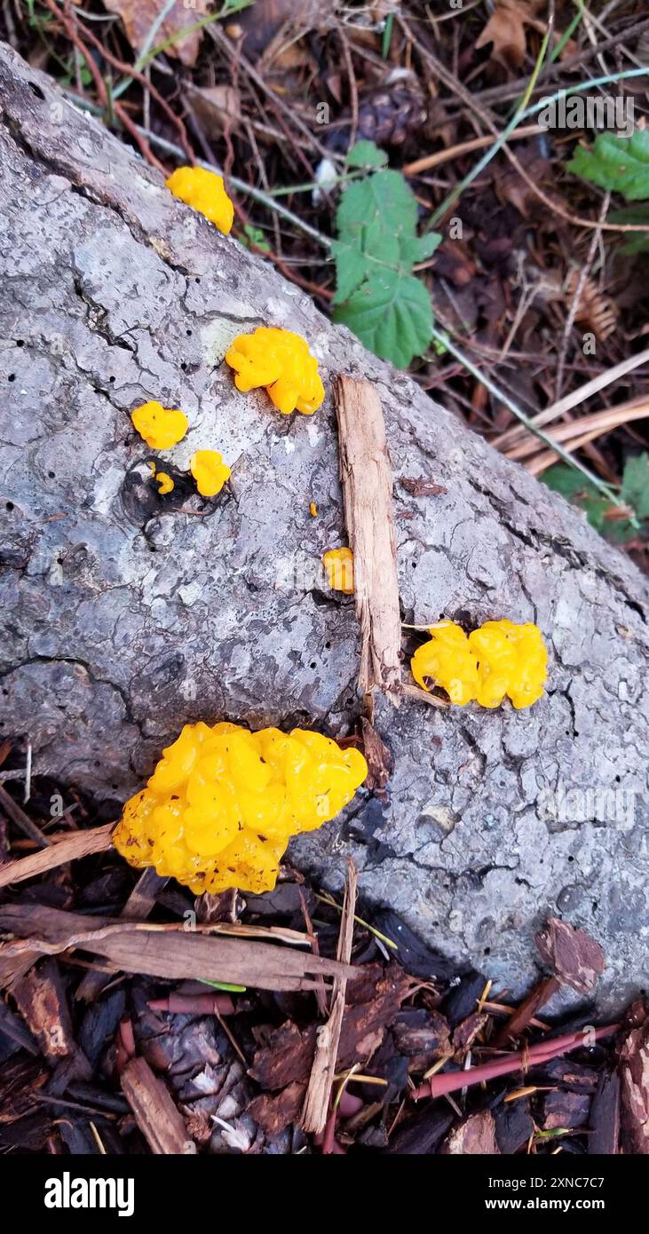 Higher Basidiomycetes (Agaricomycotina) Fungi Stock Photo - Alamy