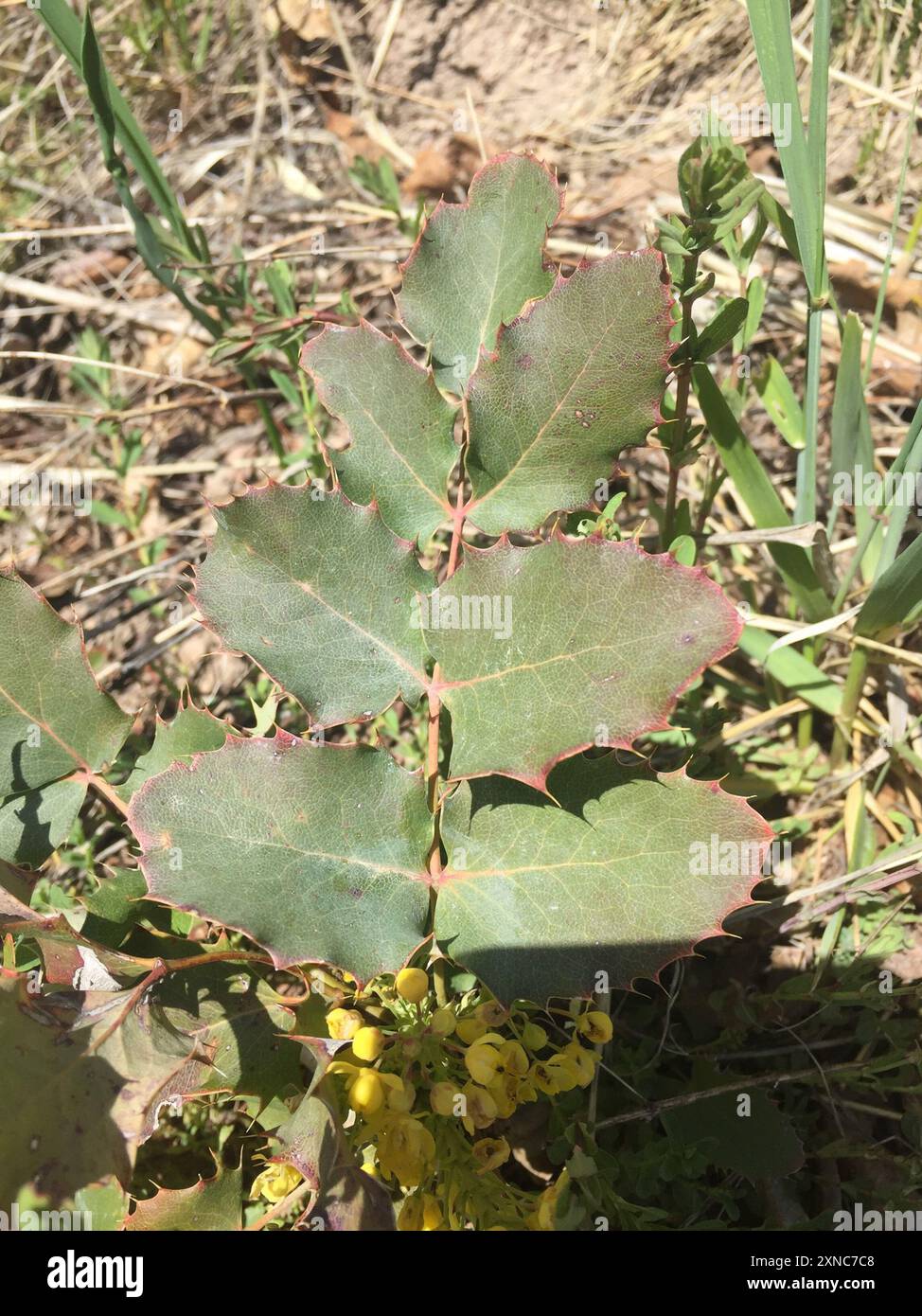 creeping mahonia (Berberis repens) Plantae Stock Photo - Alamy