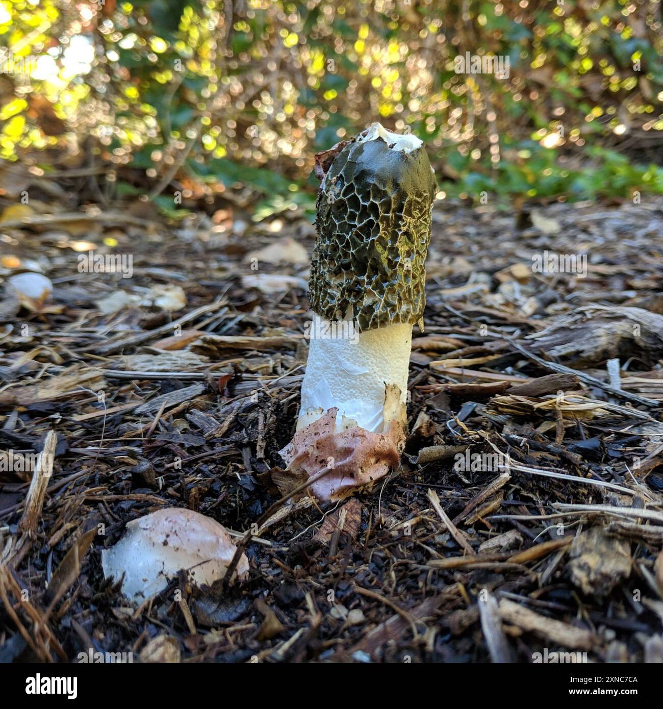 dune stinkhorn (Phallus hadriani) Fungi Stock Photo - Alamy