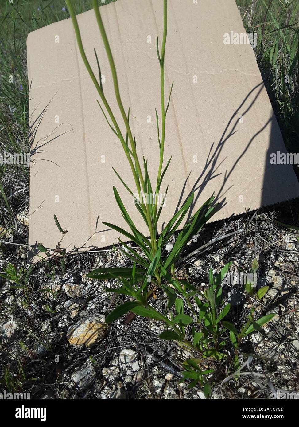 Barbara's-buttons (Marshallia caespitosa) Plantae Stock Photo - Alamy