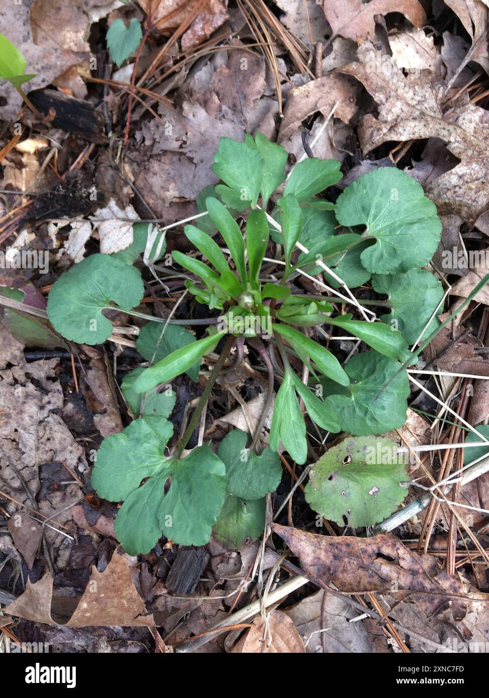 small-flowered buttercup (Ranunculus abortivus) Plantae Stock Photo - Alamy