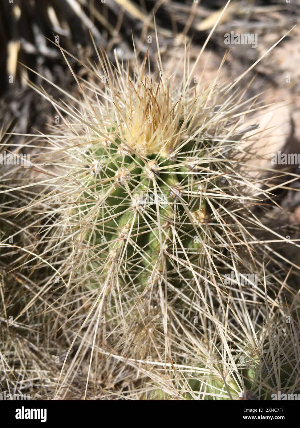 scarlet hedgehog cactus (Echinocereus coccineus) Plantae Stock Photo ...