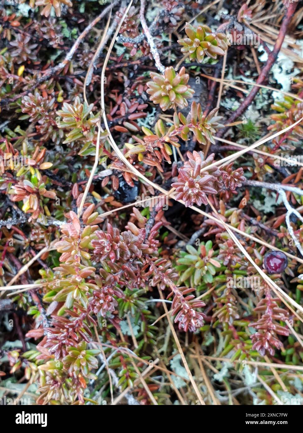 black crowberry (Empetrum nigrum) Plantae Stock Photo - Alamy