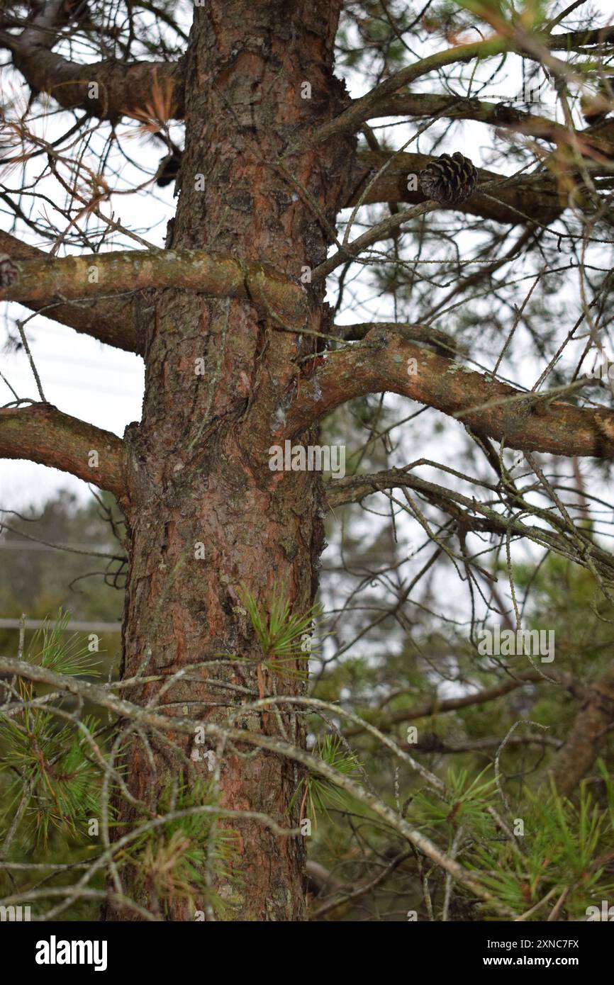 Virginia pine (Pinus virginiana) Plantae Stock Photo - Alamy