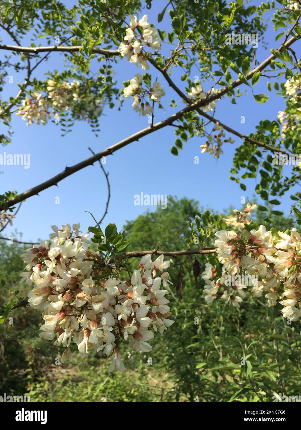 black locust (Robinia pseudoacacia) Plantae Stock Photo - Alamy