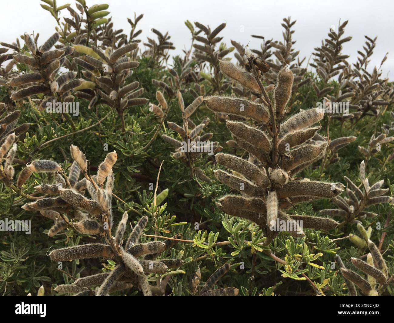 coastal bush lupine (Lupinus arboreus) Plantae Stock Photo - Alamy