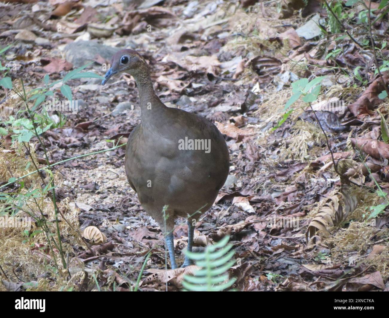 Tinamus major hi-res stock photography and images - Alamy