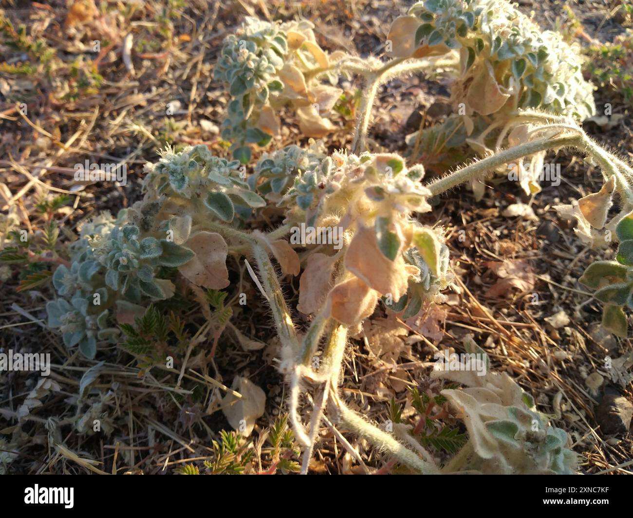 turkey mullein (Croton setiger) Plantae Stock Photo - Alamy