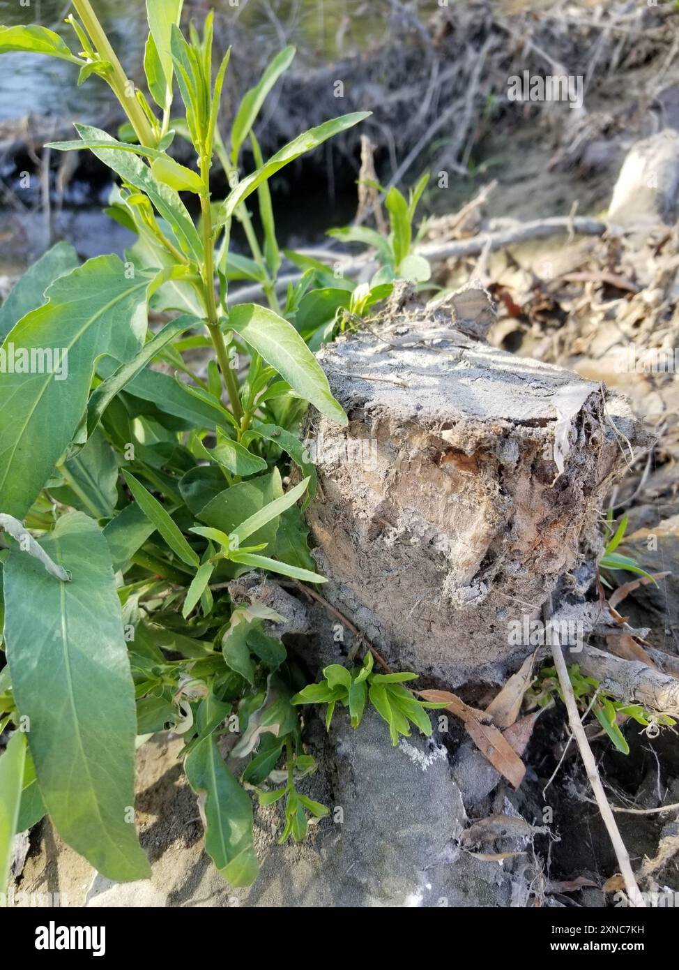 Goodding's willow (Salix gooddingii) Plantae Stock Photo - Alamy