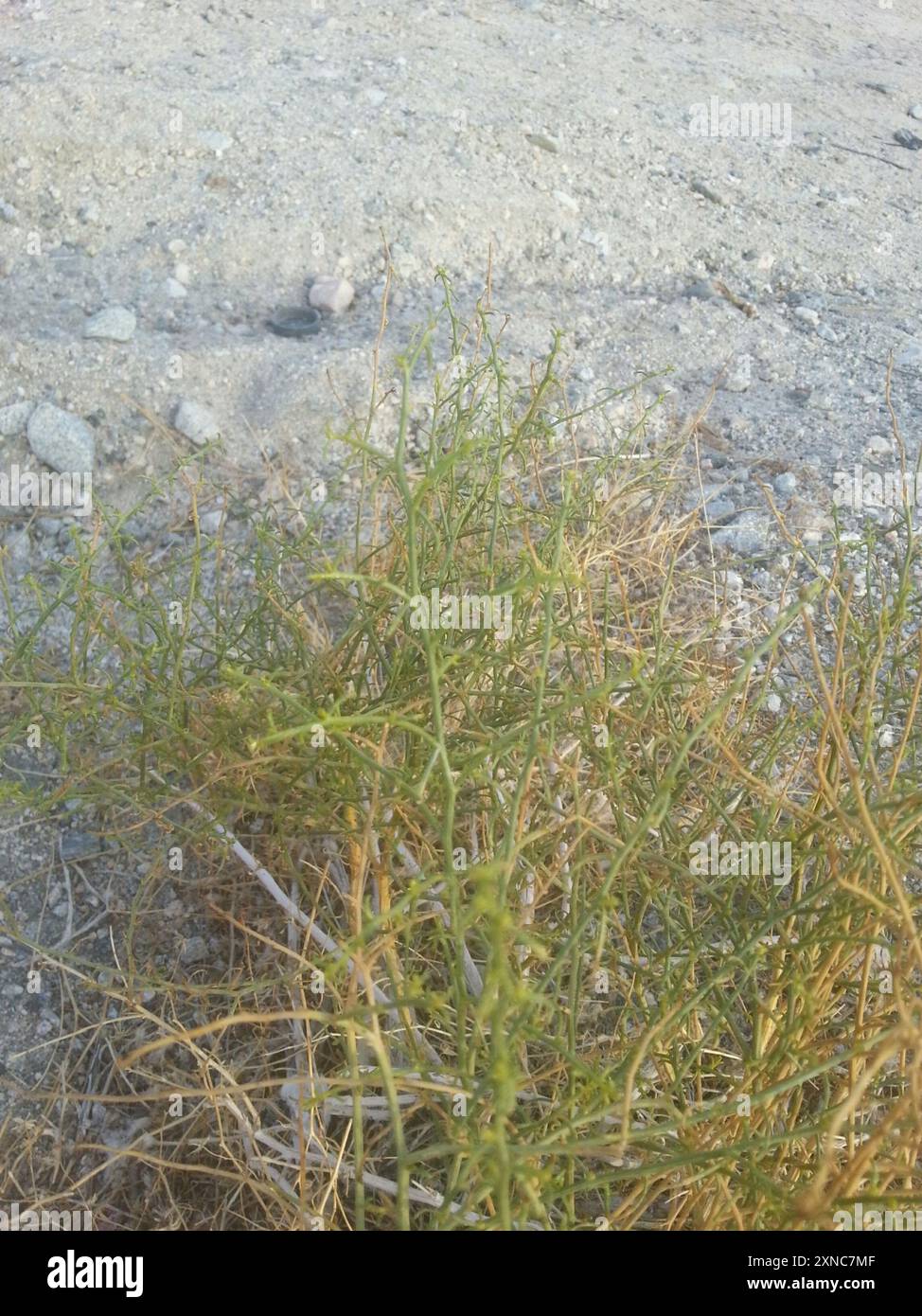 Cheesebush (Ambrosia salsola) Plantae Stock Photo - Alamy