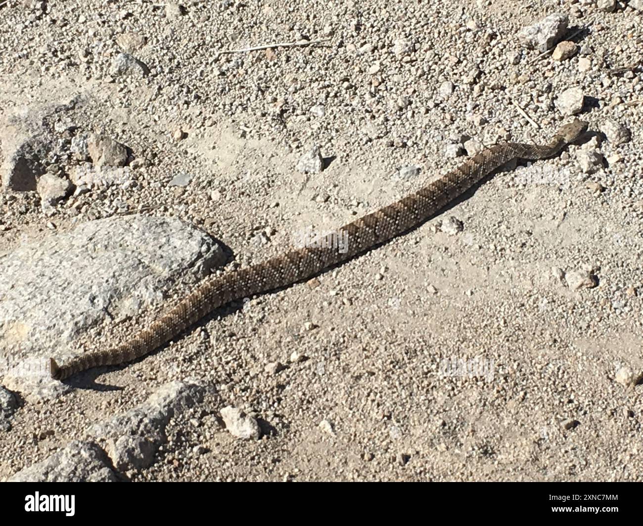 Panamint rattlesnake crotalus stephensi hi-res stock photography and ...