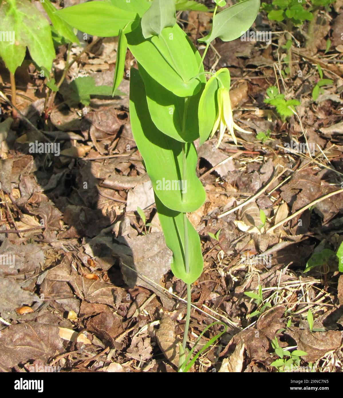 perfoliate bellwort (Uvularia perfoliata) Plantae Stock Photo - Alamy