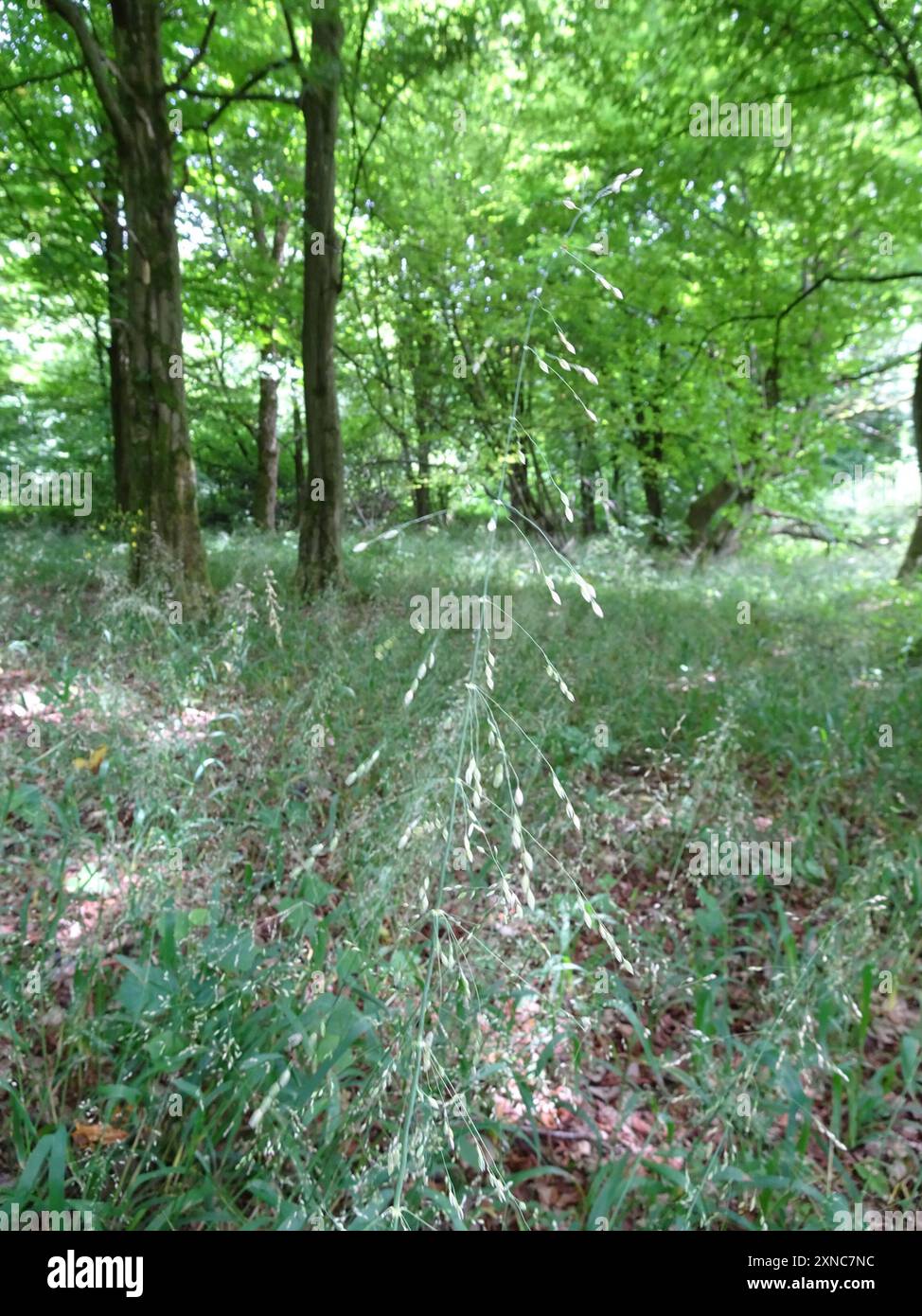 Wood Millet (Milium effusum) Plantae Stock Photo - Alamy