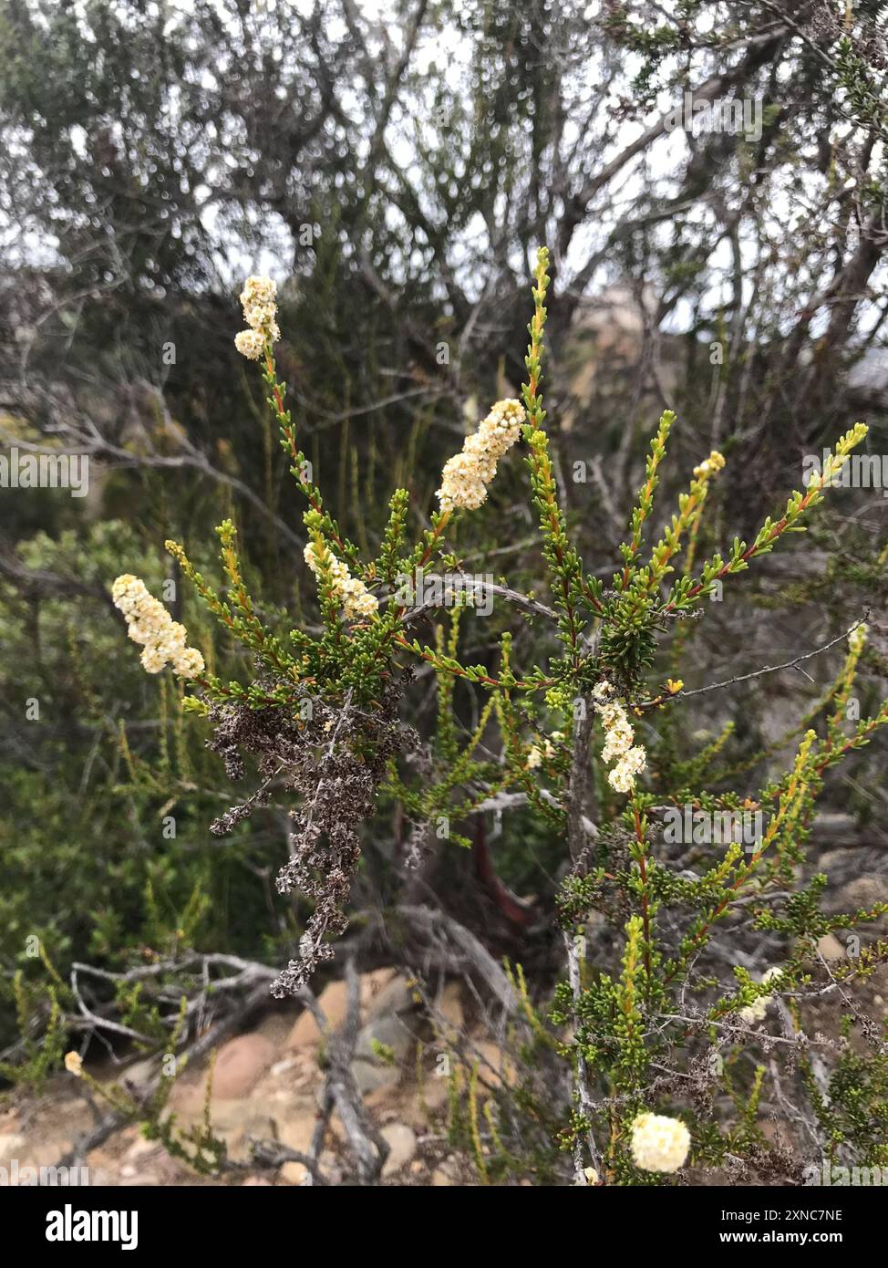 chamise (Adenostoma fasciculatum) Plantae Stock Photo - Alamy