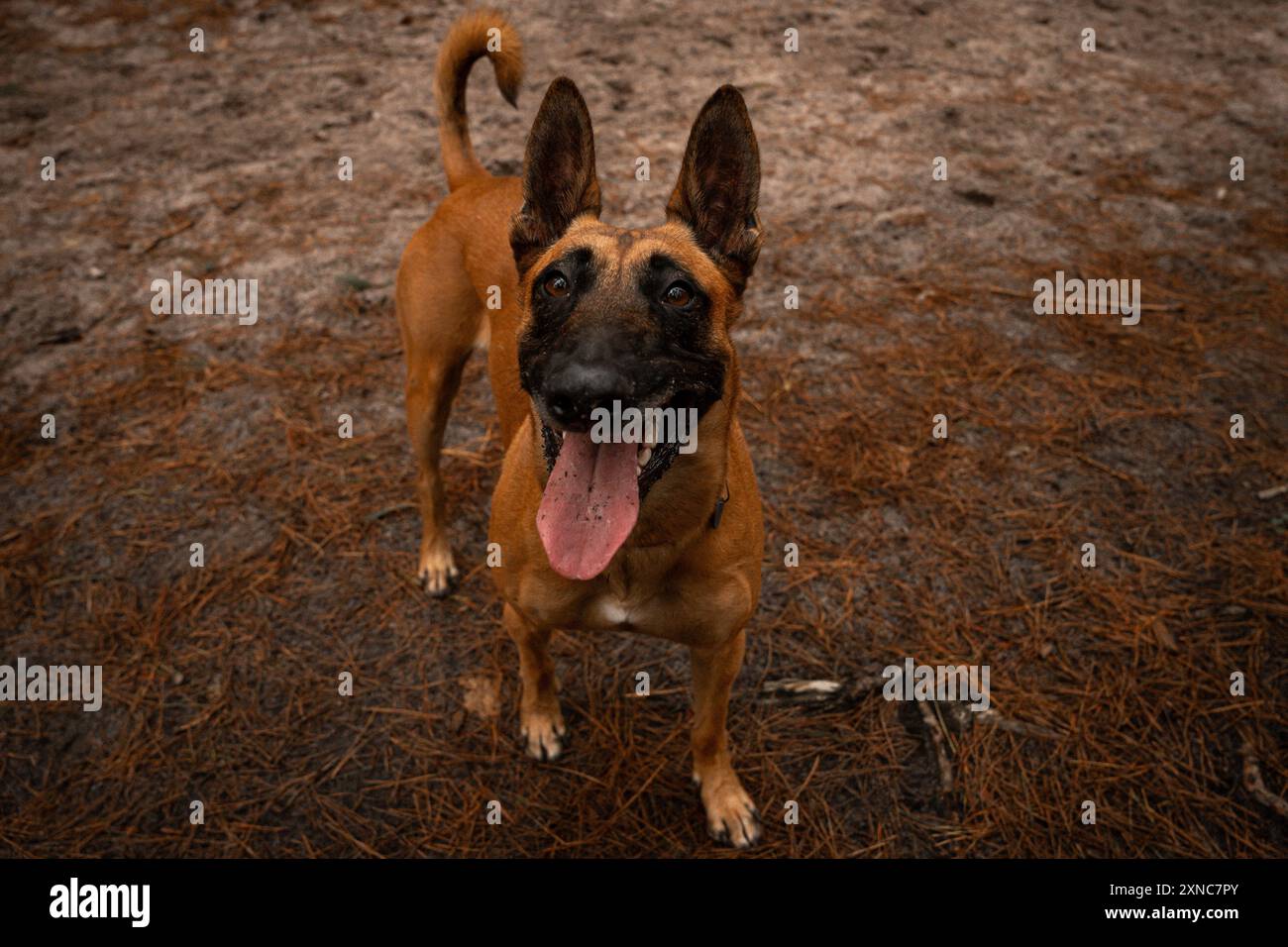 An overhead shot of happy Belgian Malinois dog with tongue out standing ...