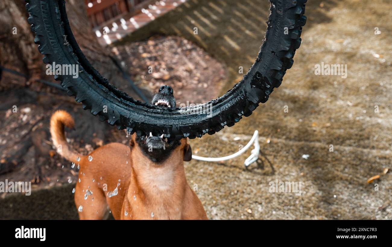 A Belgian Malinois dog in training, biting a rubber tire in an outdoor ...
