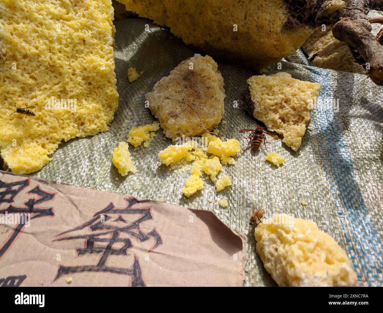 Hairy Yellow Hornet (Vespa simillima simillima) Insecta Stock Photo - Alamy