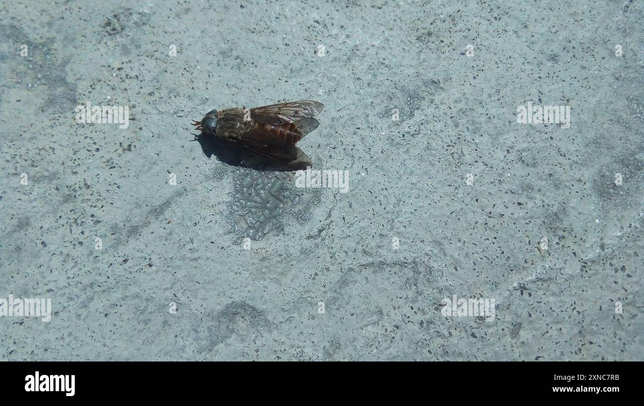 Horse Flies (Tabaninae) Insecta Stock Photo - Alamy