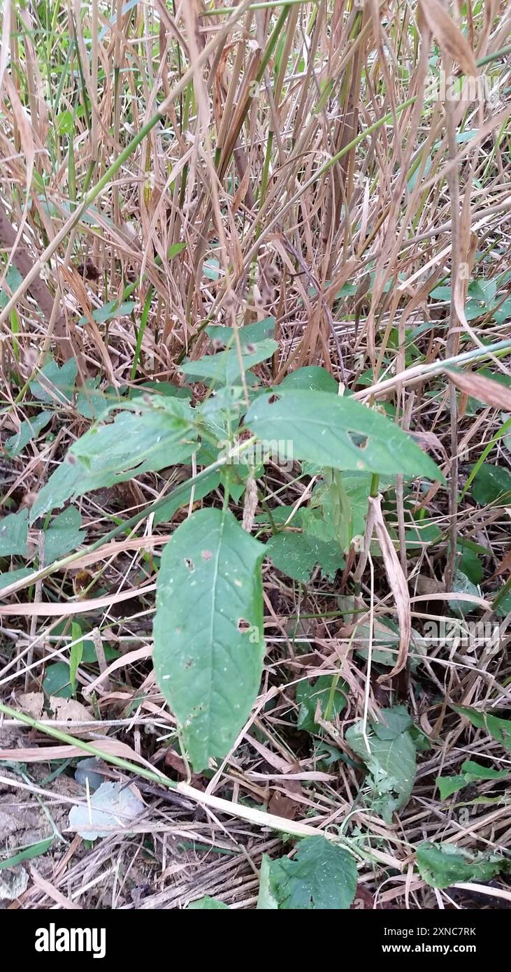 broadleaf enchanter's nightshade (Circaea canadensis) Plantae Stock ...
