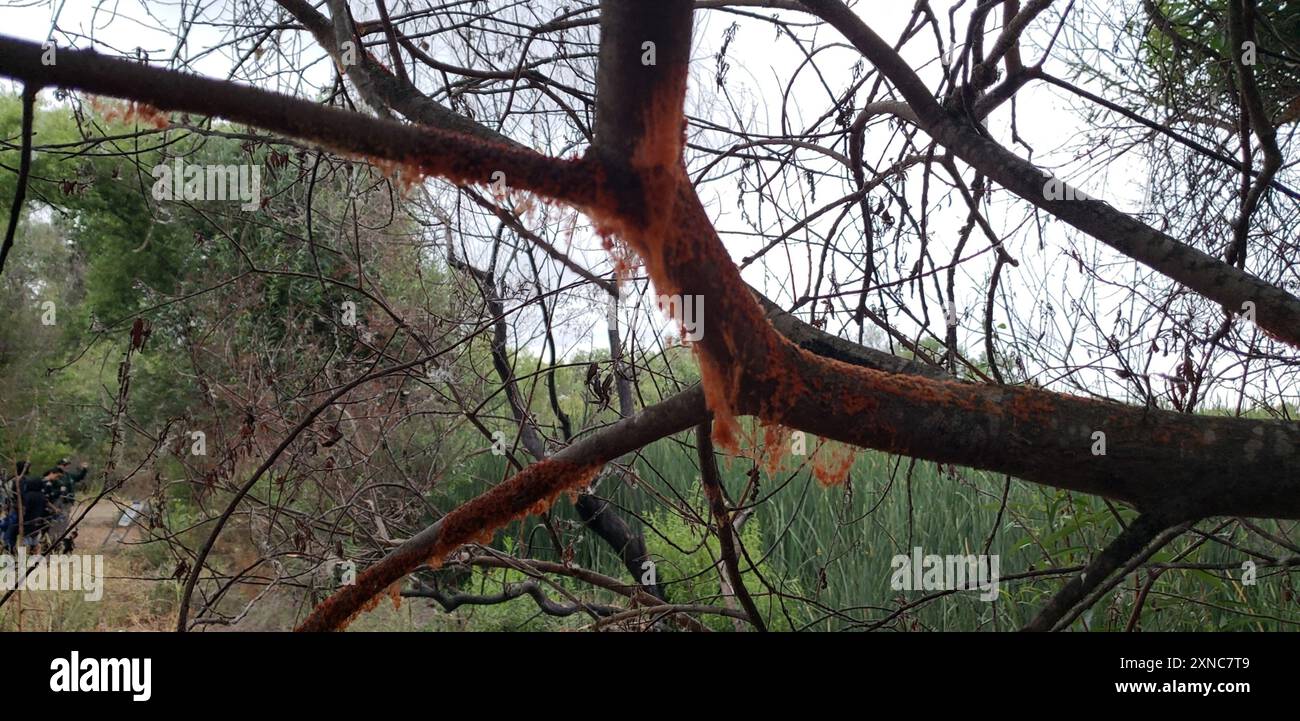 Cytospora Cankers (Cytospora) Fungi Stock Photo - Alamy
