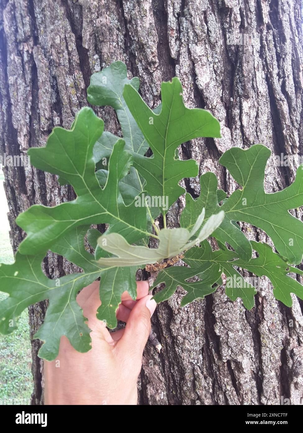 post oak (Quercus stellata) Plantae Stock Photo - Alamy