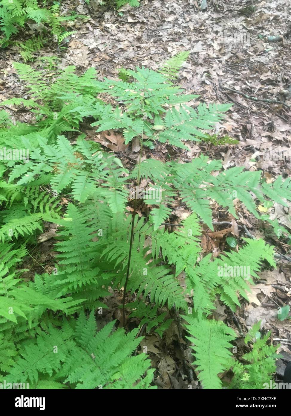 eagle fern (Pteridium aquilinum latiusculum) Plantae Stock Photo - Alamy