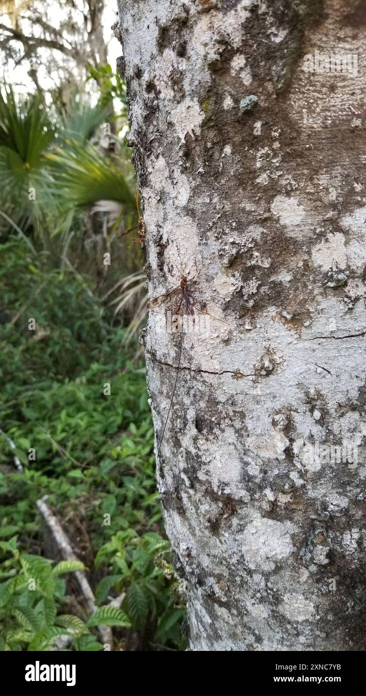 Long-tailed Giant Ichneumonid Wasp (Megarhyssa macrurus macrurus ...
