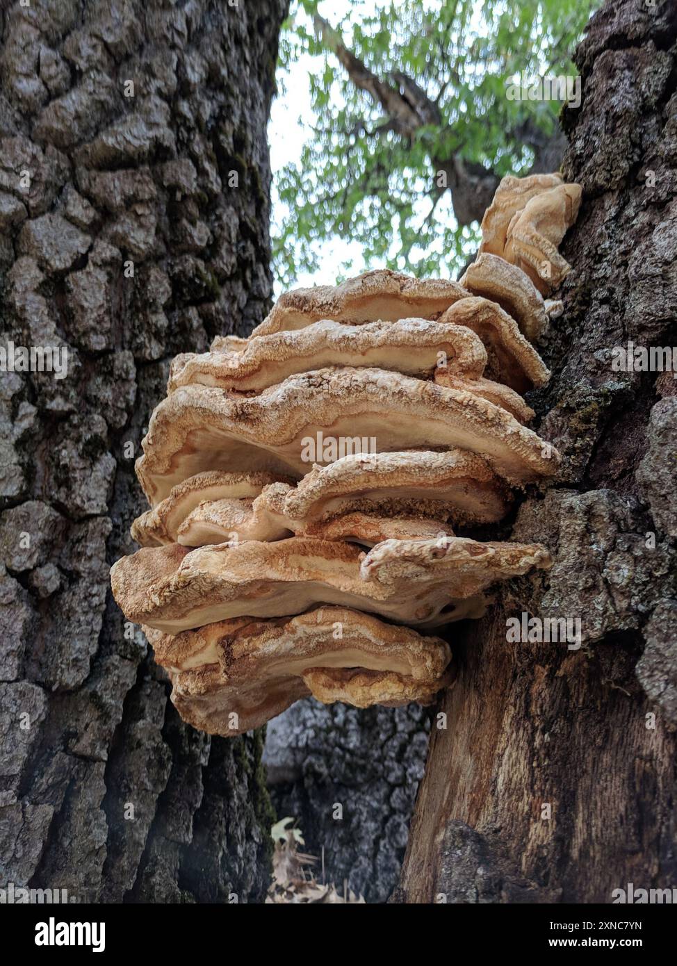 Western Hardwood Sulphur Shelf (Laetiporus gilbertsonii) Fungi Stock ...