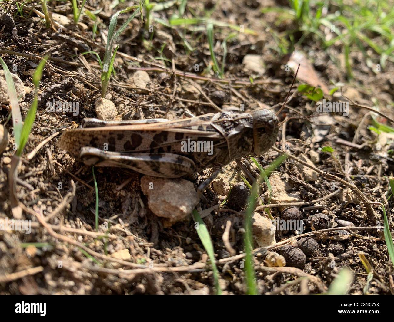 Wrinkled Grasshopper (Hippiscus ocelote) Insecta Stock Photo - Alamy