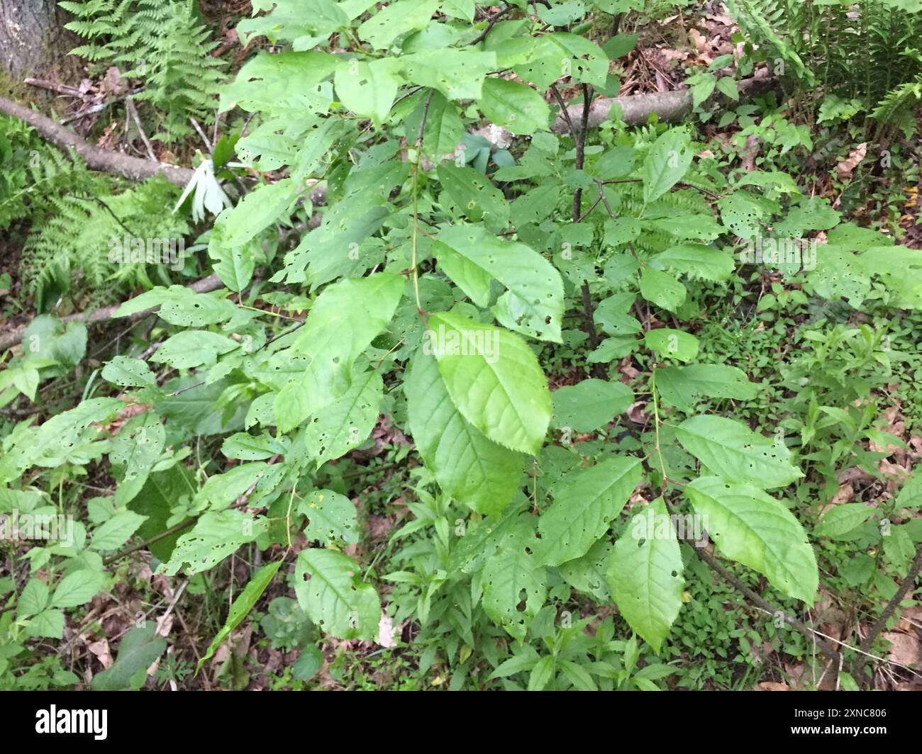 dicots (Magnoliopsida) Plantae Stock Photo - Alamy