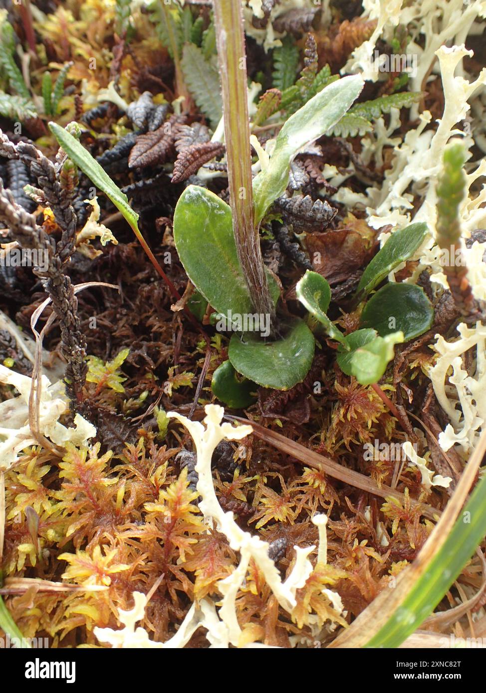 Dark Purple Groundsel (Tephroseris frigida) Plantae Stock Photo - Alamy