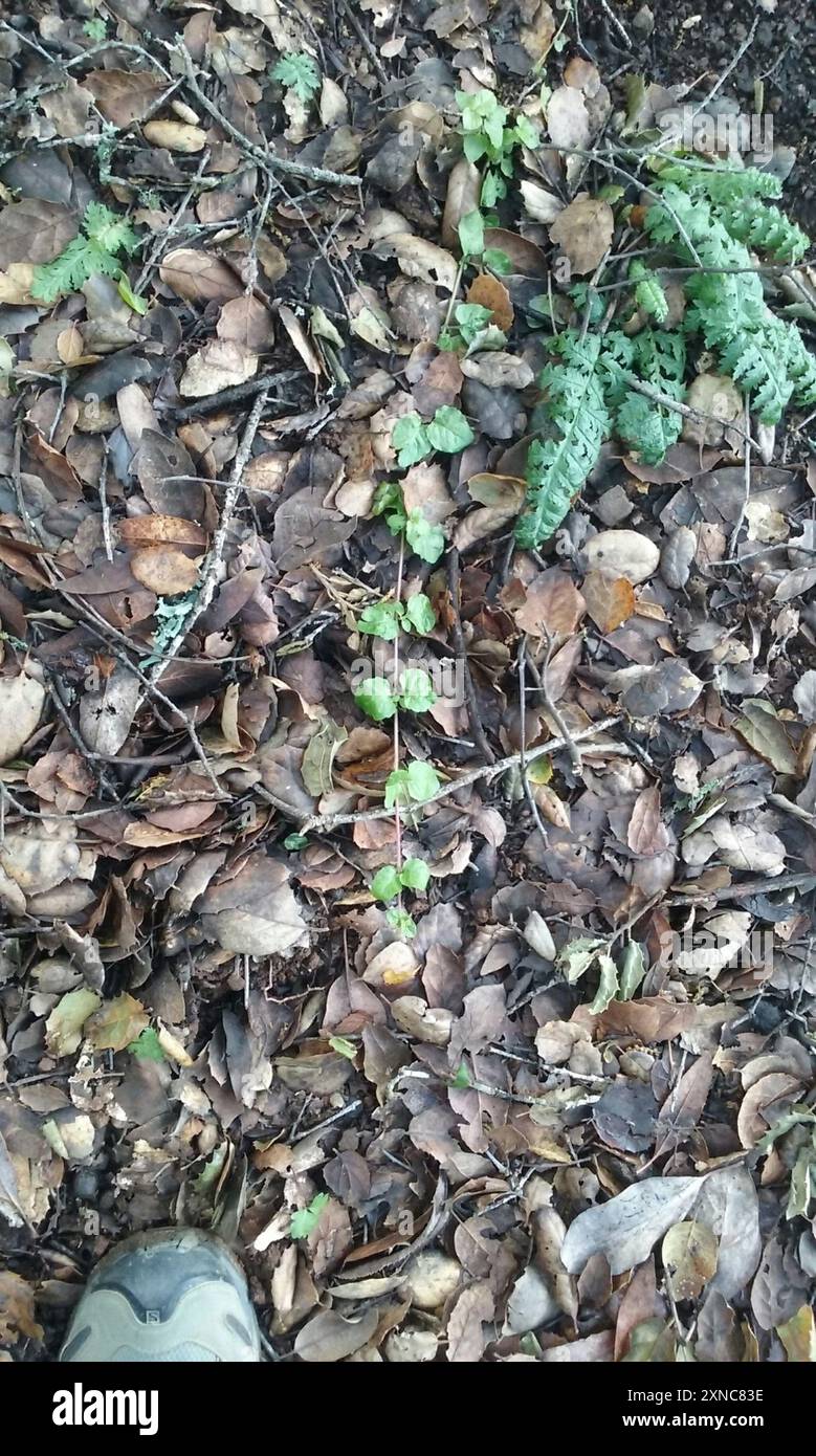 yerba buena (Clinopodium douglasii) Plantae Stock Photo - Alamy