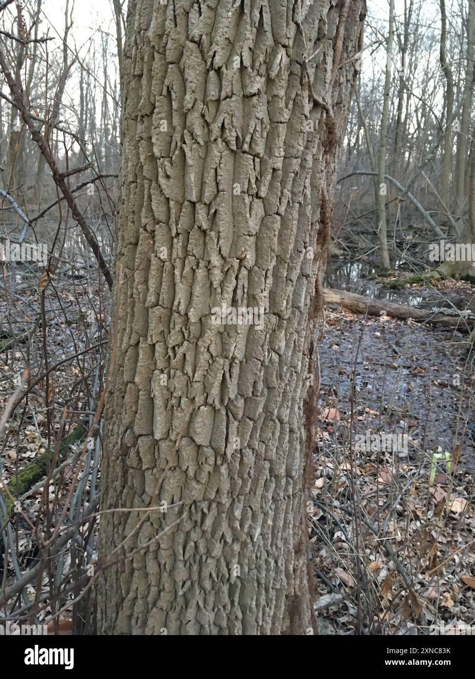 pumpkin ash (Fraxinus profunda) Plantae Stock Photo - Alamy