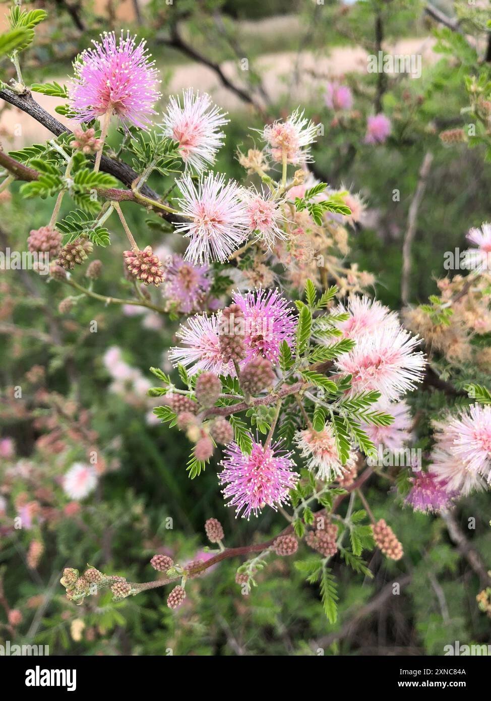 sensitive plants (Mimosa) Plantae Stock Photo - Alamy