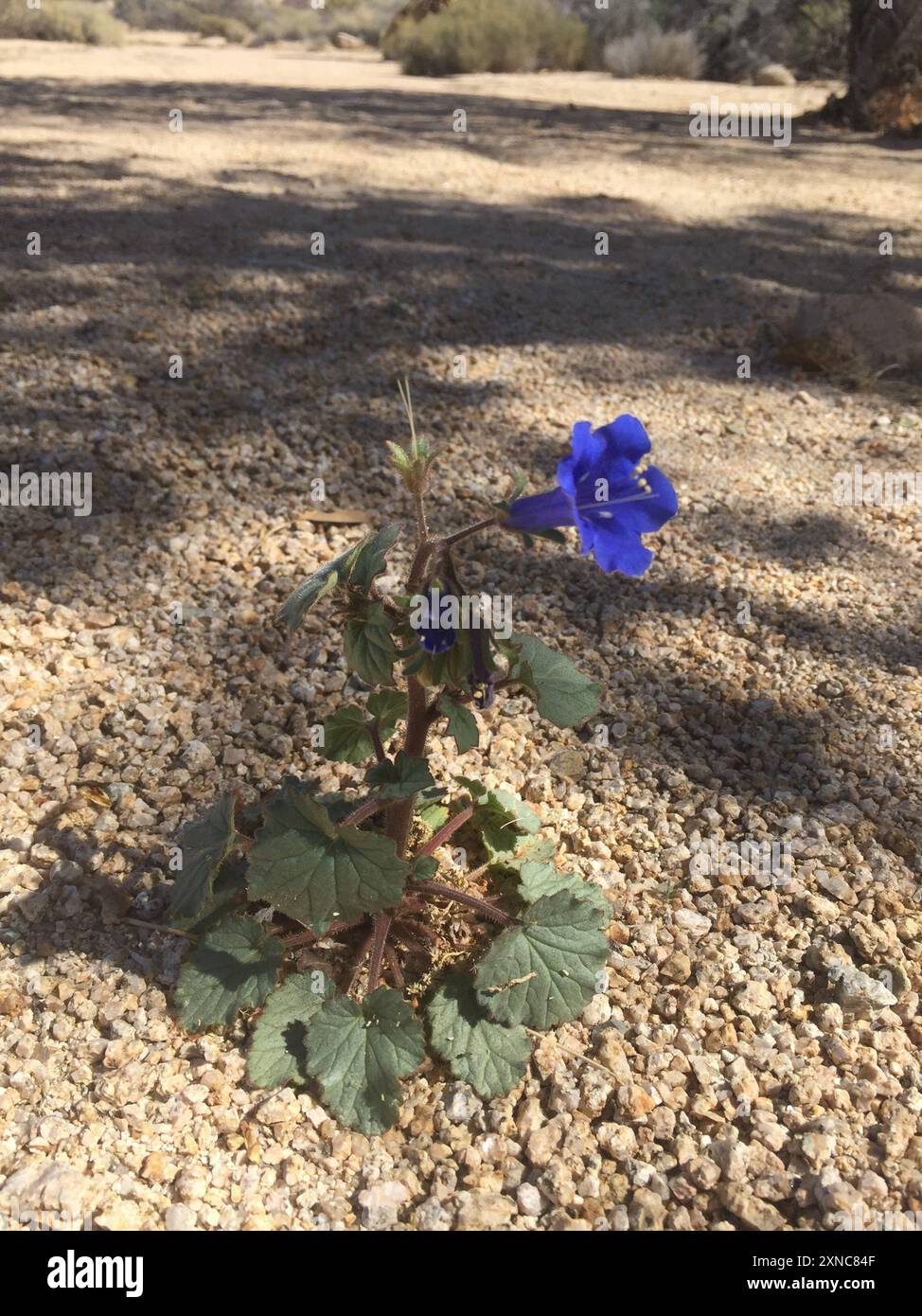 desert bluebells (Phacelia campanularia) Plantae Stock Photo - Alamy