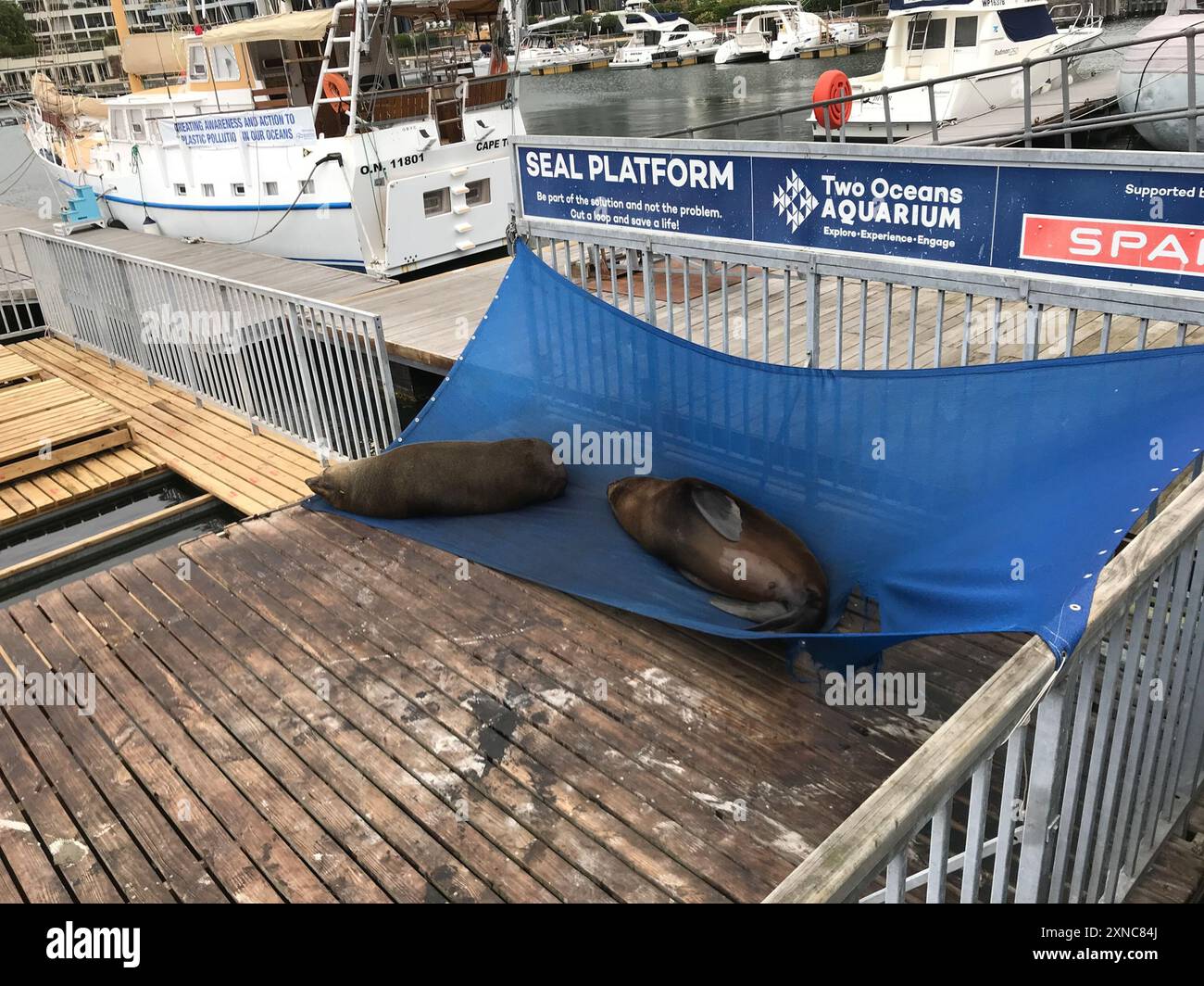Cape Fur Seal (Arctocephalus pusillus pusillus) Mammalia Stock Photo ...