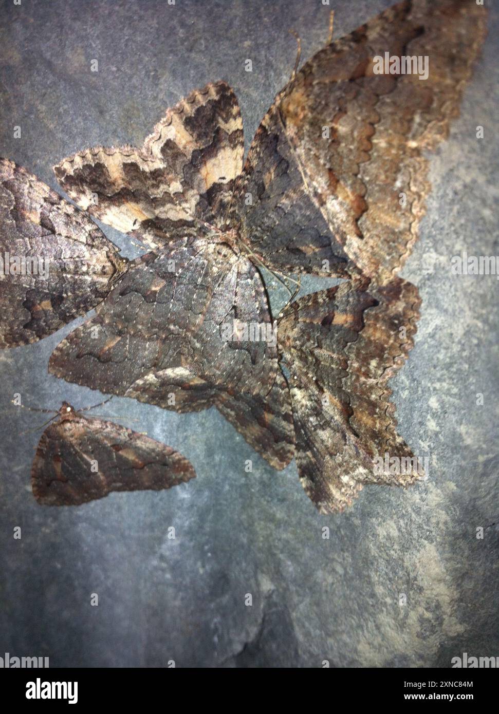 Tissue Moth (Triphosa haesitata) Insecta Stock Photo - Alamy