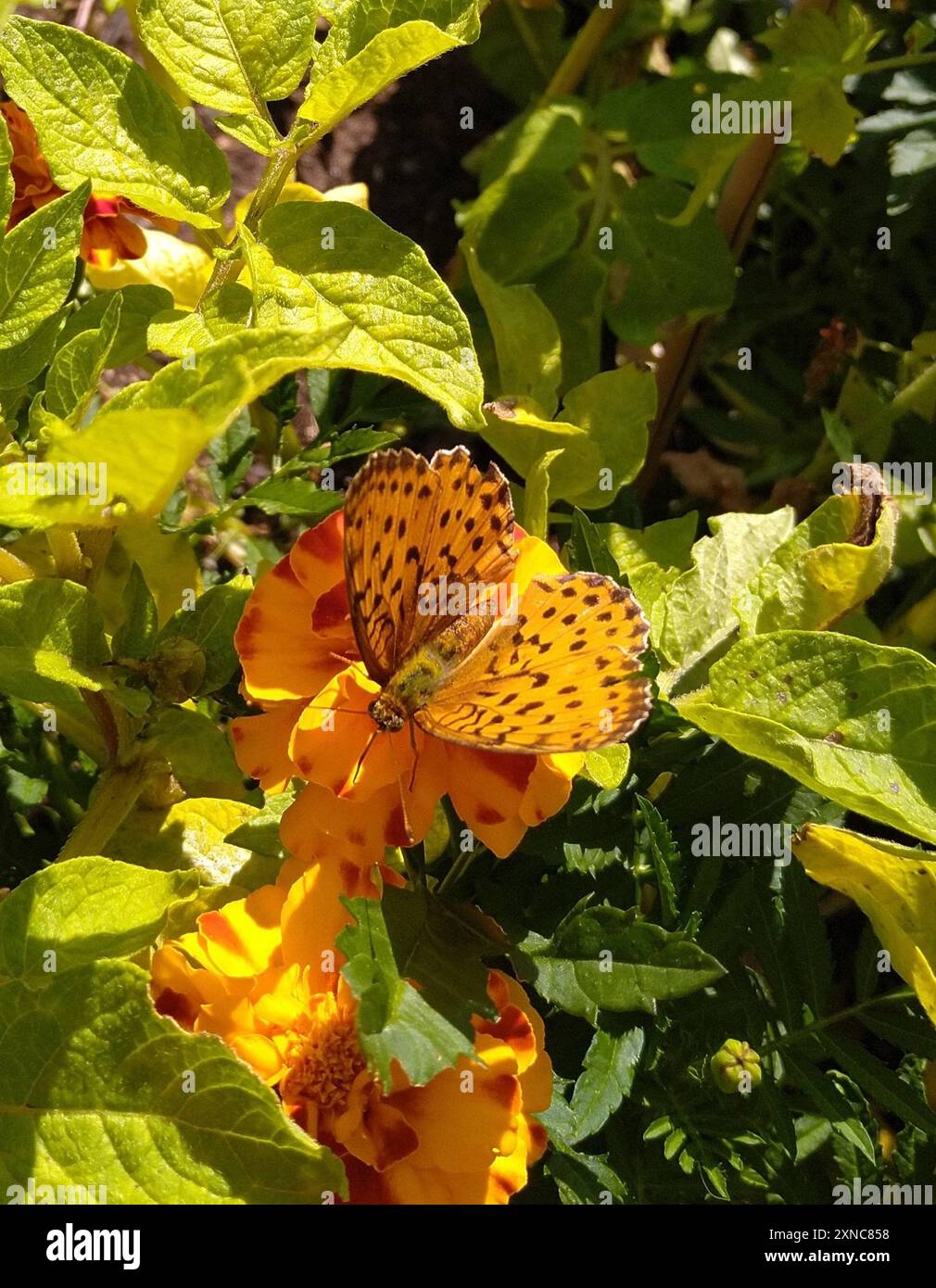 Marbled Fritillary (Brenthis daphne) Insecta Stock Photo - Alamy