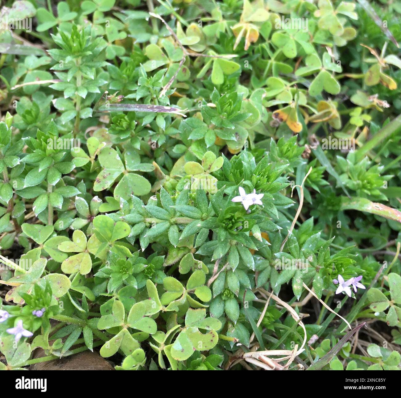 Field madder (Sherardia arvensis) Plantae Stock Photo - Alamy