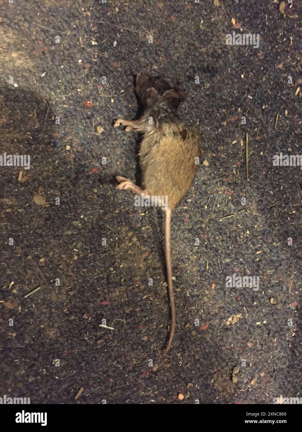 House Mouse (Mus musculus) Mammalia Stock Photo - Alamy