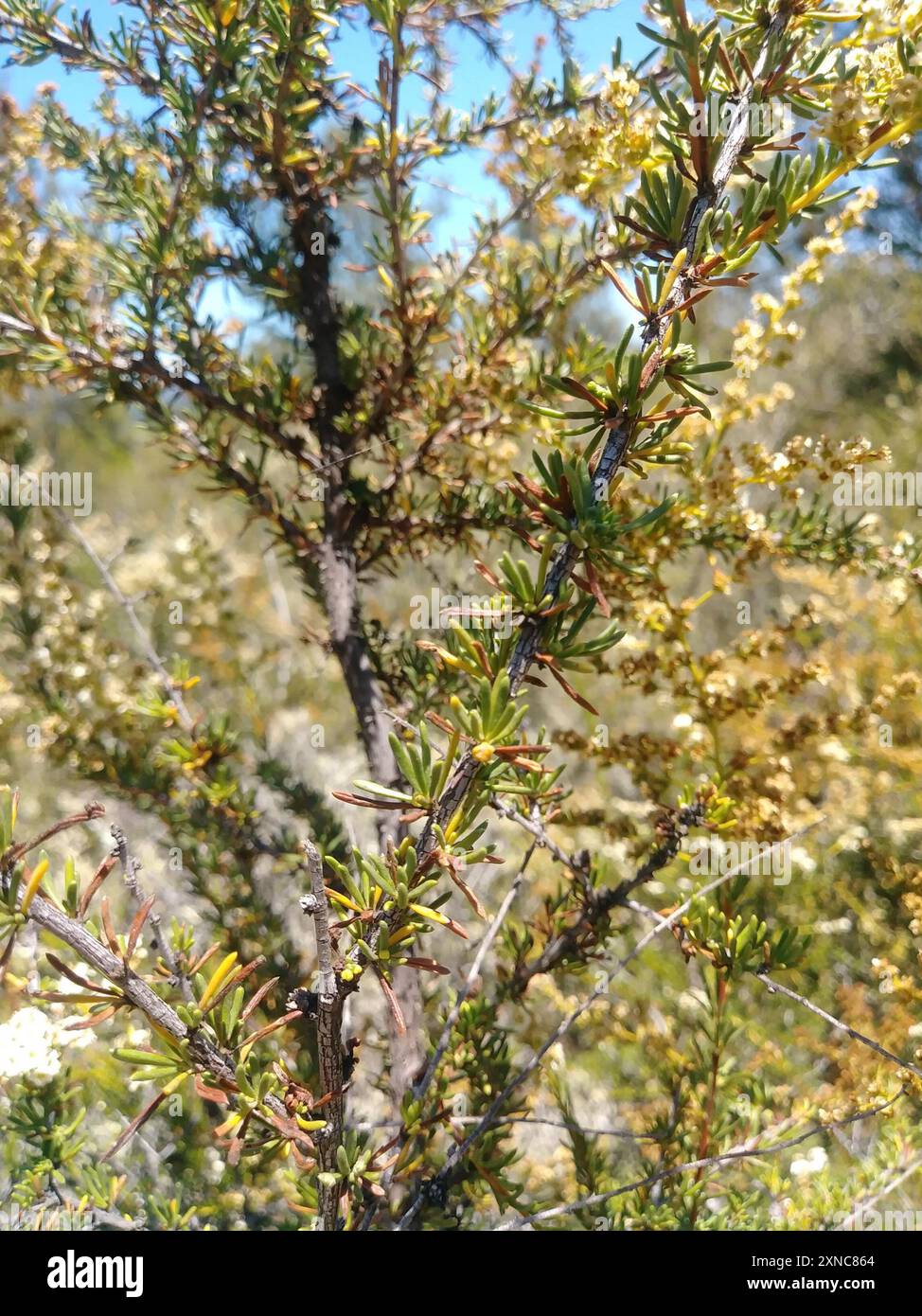 chamise (Adenostoma fasciculatum) Plantae Stock Photo - Alamy