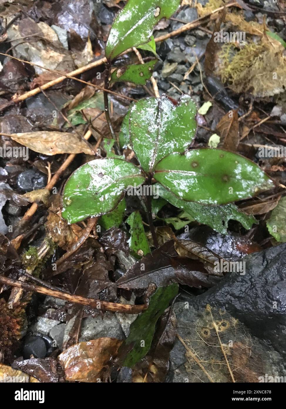 Mountain Horopito (Pseudowintera colorata) Plantae Stock Photo - Alamy