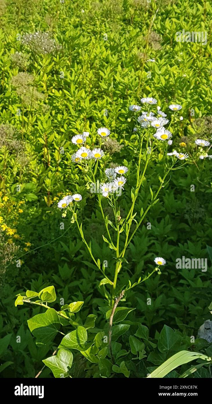 annual fleabane (Erigeron annuus) Plantae Stock Photo - Alamy