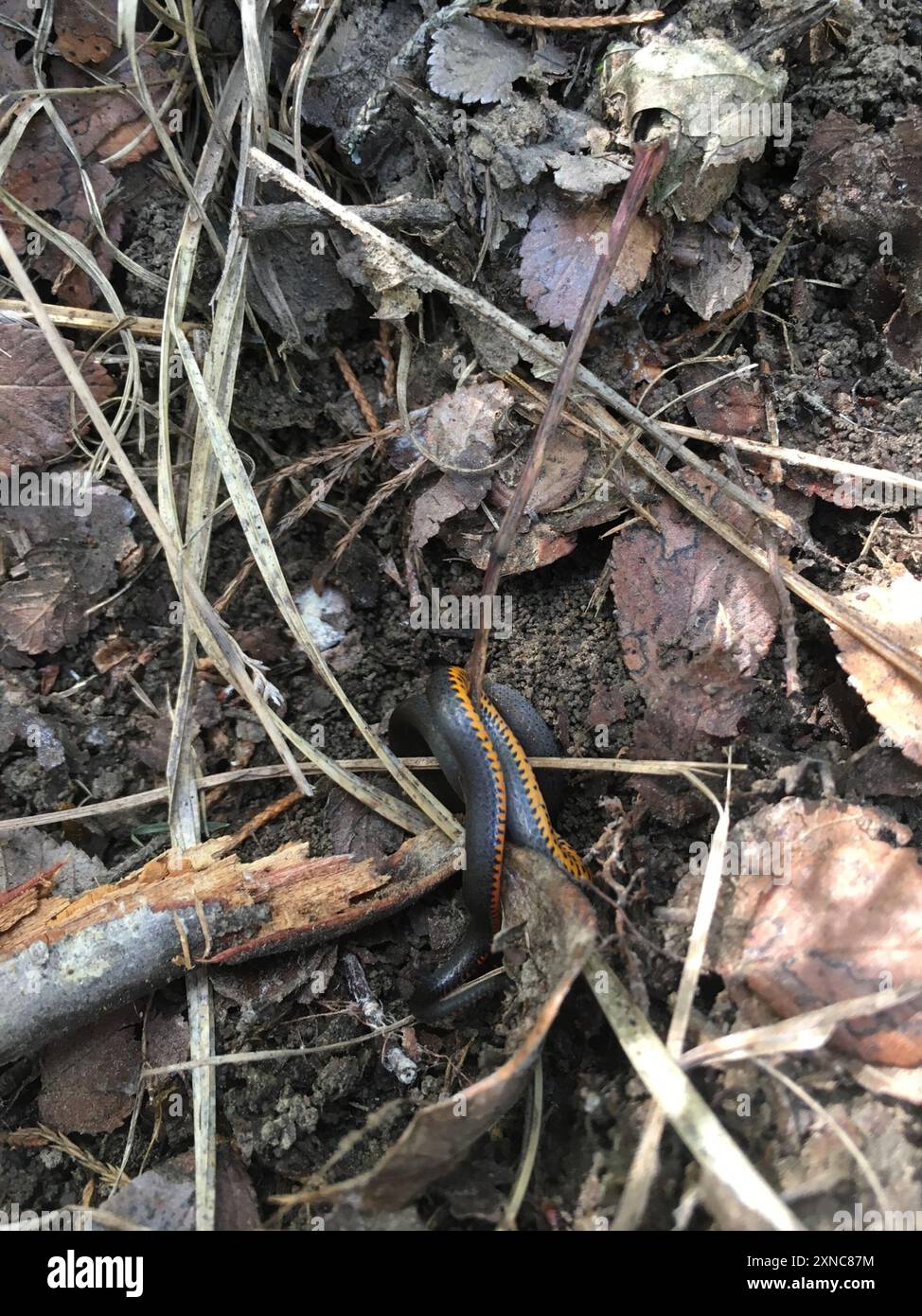Prairie Ringneck Snake (Diadophis punctatus arnyi) Reptilia Stock Photo ...