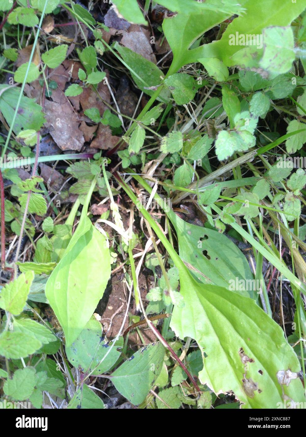 American plantain (Plantago rugelii) Plantae Stock Photo - Alamy
