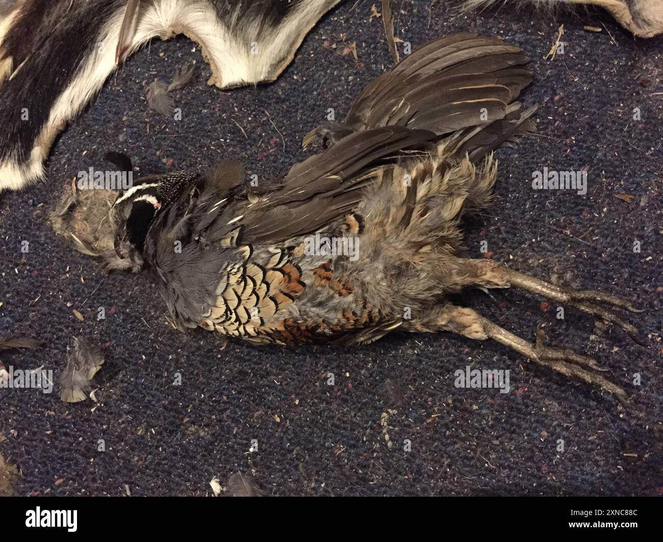 California Quail (Callipepla californica) Aves Stock Photo - Alamy