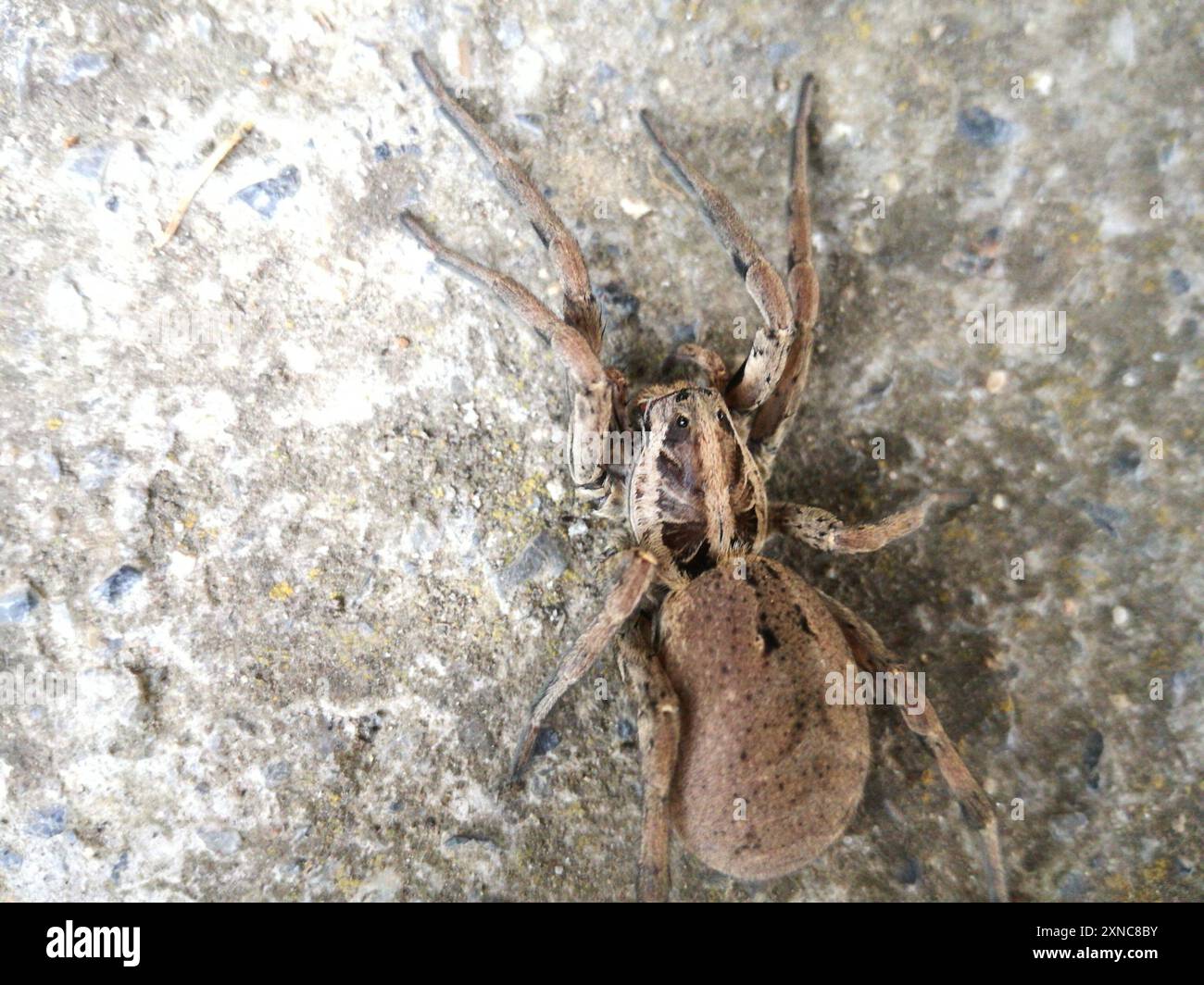 Radiated Wolf Spider (Hogna radiata) Arachnida Stock Photo - Alamy
