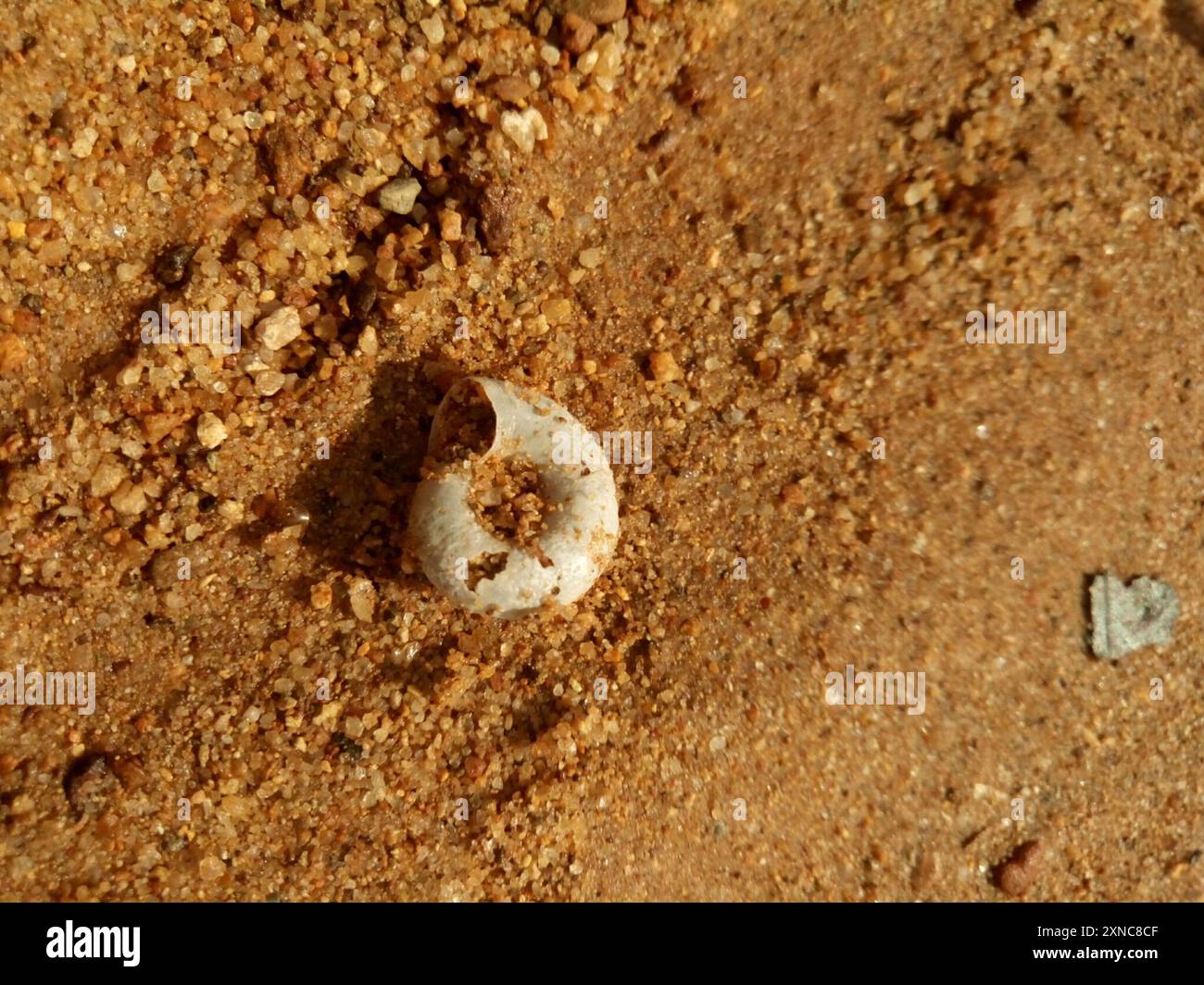 Gray-foot Lancetooth Snail (Haplotrema concavum) Mollusca Stock Photo - Alamy