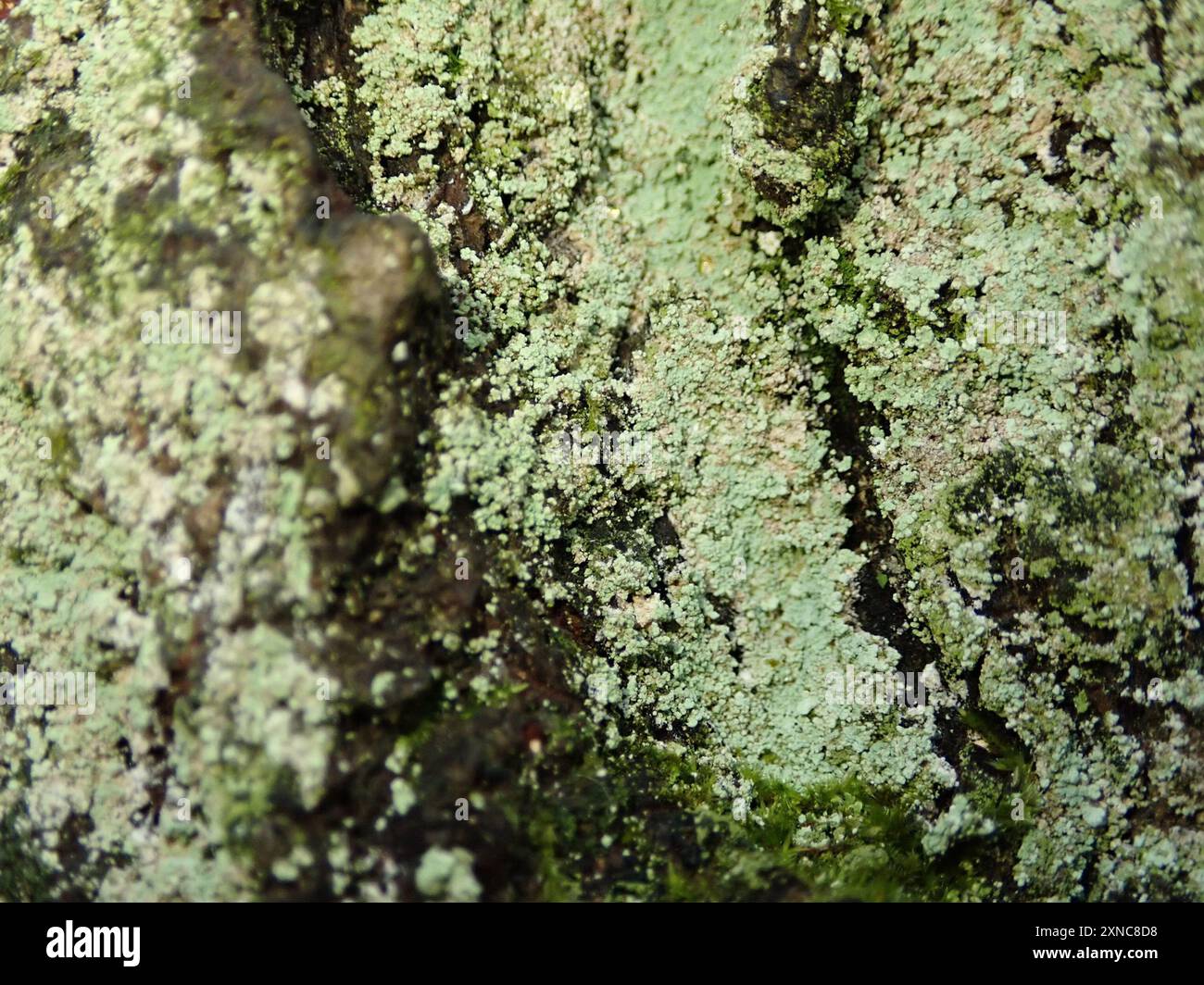 Fluffy Dust Lichen (Lepraria finkii) Fungi Stock Photo - Alamy